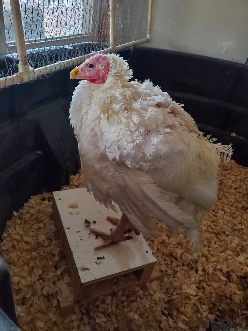 Rescued Turkey Feels Sunlight On His Face For The Very First Time - The ...