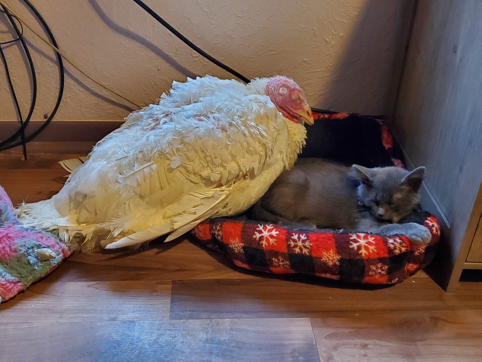 Rescued Turkey Feels Sunlight On His Face For The Very First Time - The ...