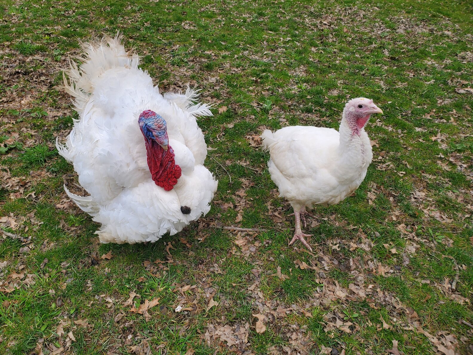 Rescued Turkey Feels Sunlight On His Face For The Very First Time - The ...