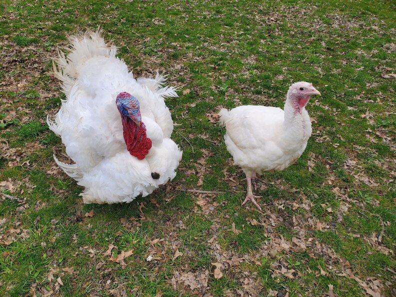 Rescued Turkey Feels Sunlight On His Face For The Very First Time - The ...