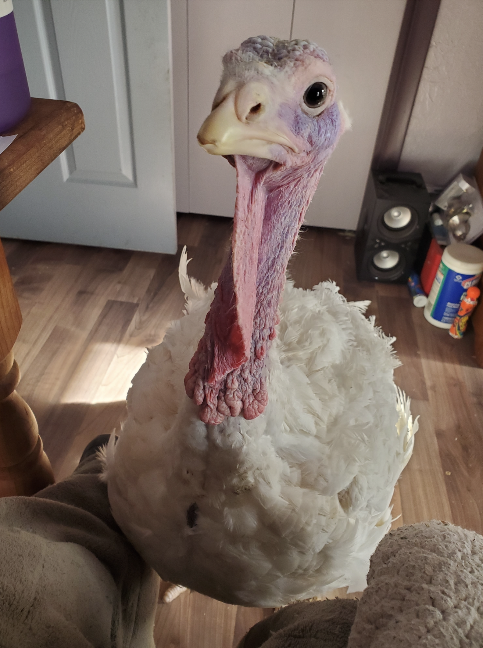 Rescued Turkey Feels Sunlight On His Face For The Very First Time - The ...