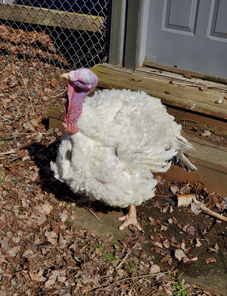 Rescued Turkey Feels Sunlight On His Face For The Very First Time - The ...