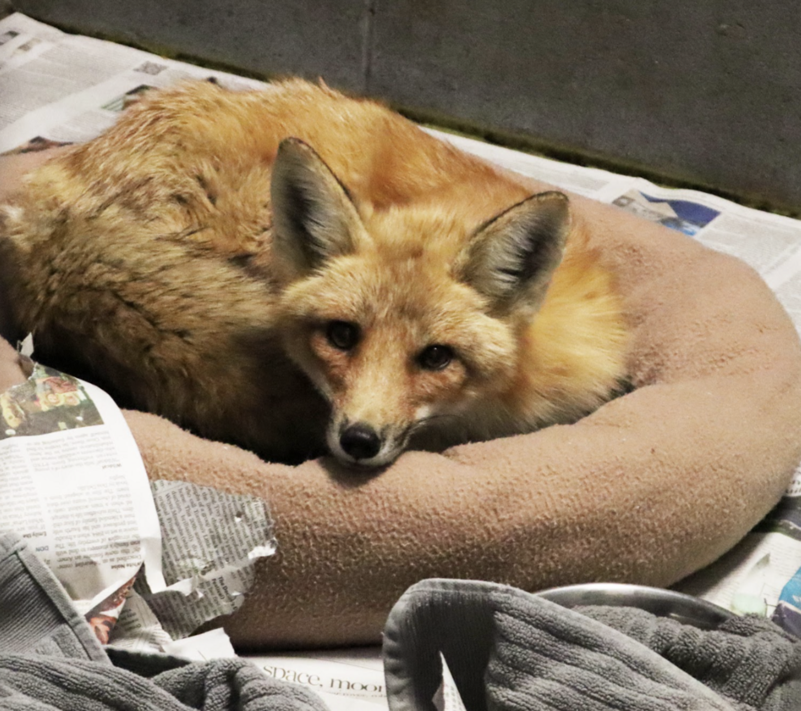 'Fainting' Fox Found Lying By Side Of The Road Shocks Rescue Team - The ...