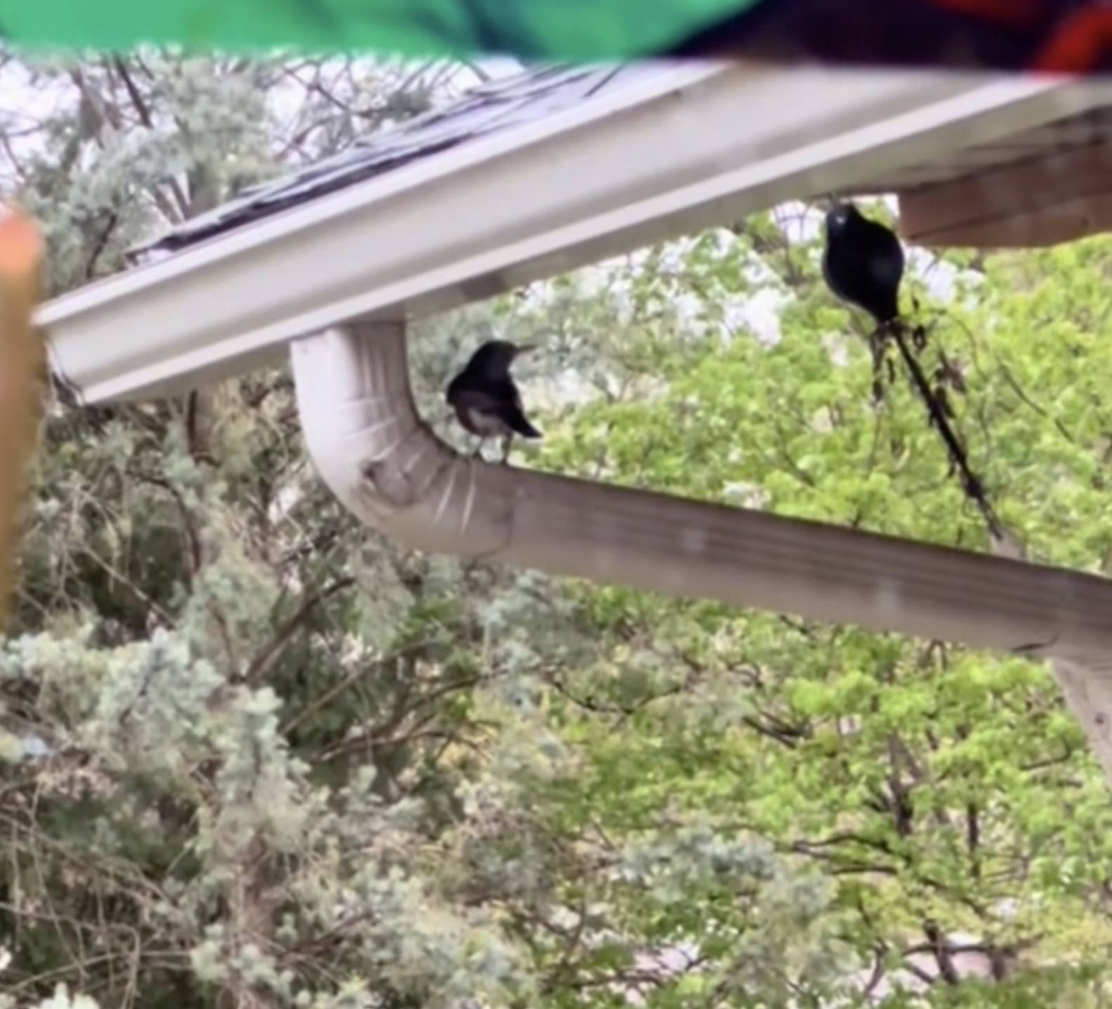 Couple Goes Above And Beyond For A Bird Struggling To Make A Nest - The ...