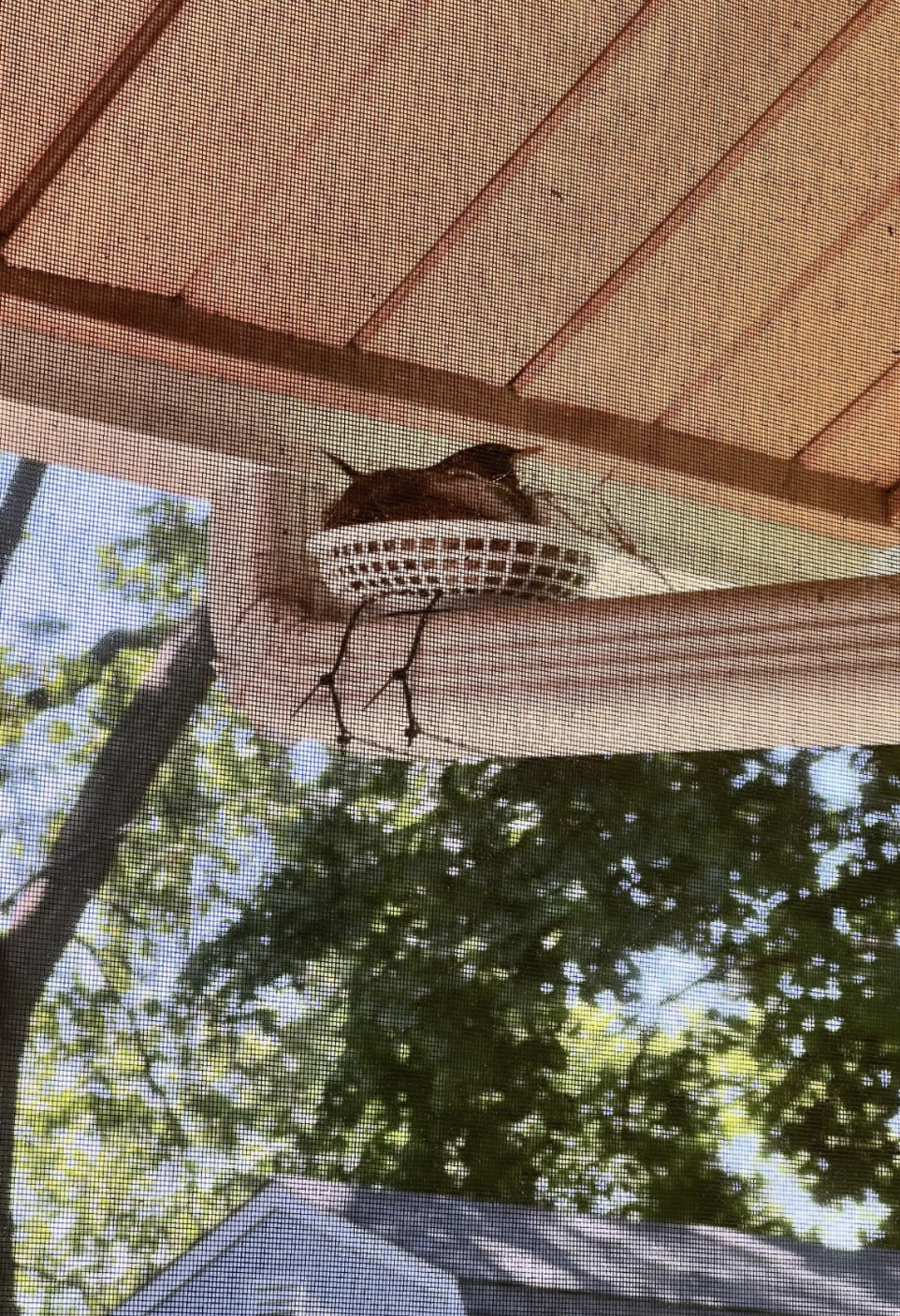 Couple Goes Above And Beyond For A Bird Struggling To Make A Nest - The ...