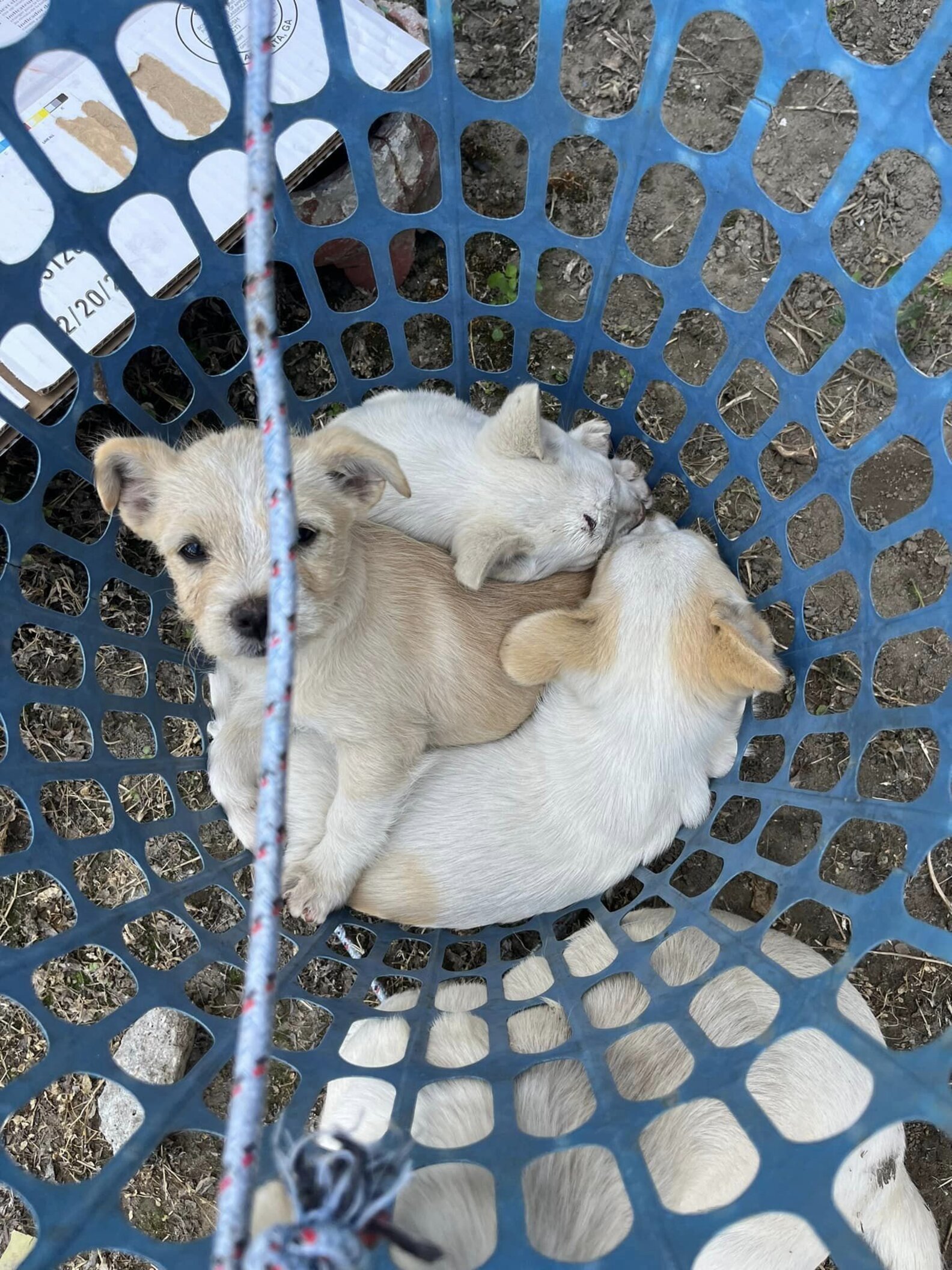 Rescuers Spot Dog Tied To Laundry Basket — Then Notice Tiny Eyes ...