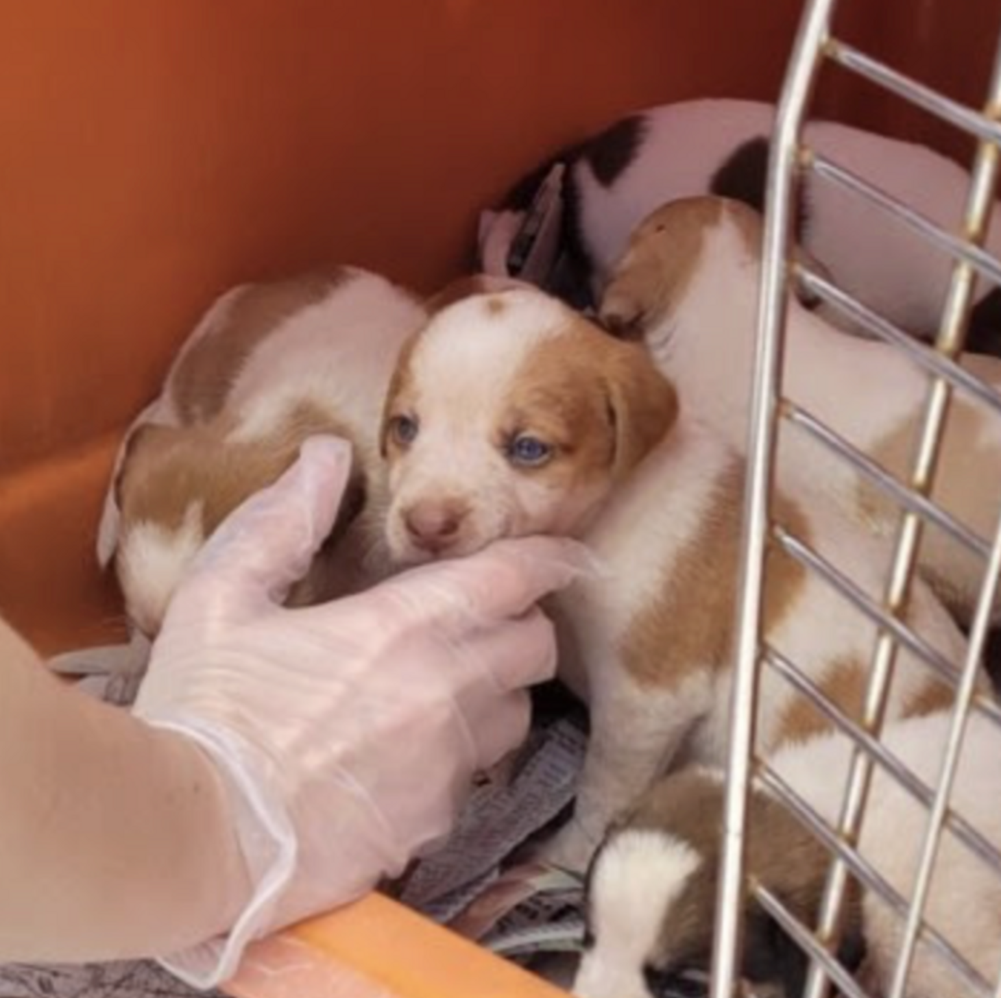 Good Samaritans Walking Rural Road Stumble On A Box With 30 Babies ...