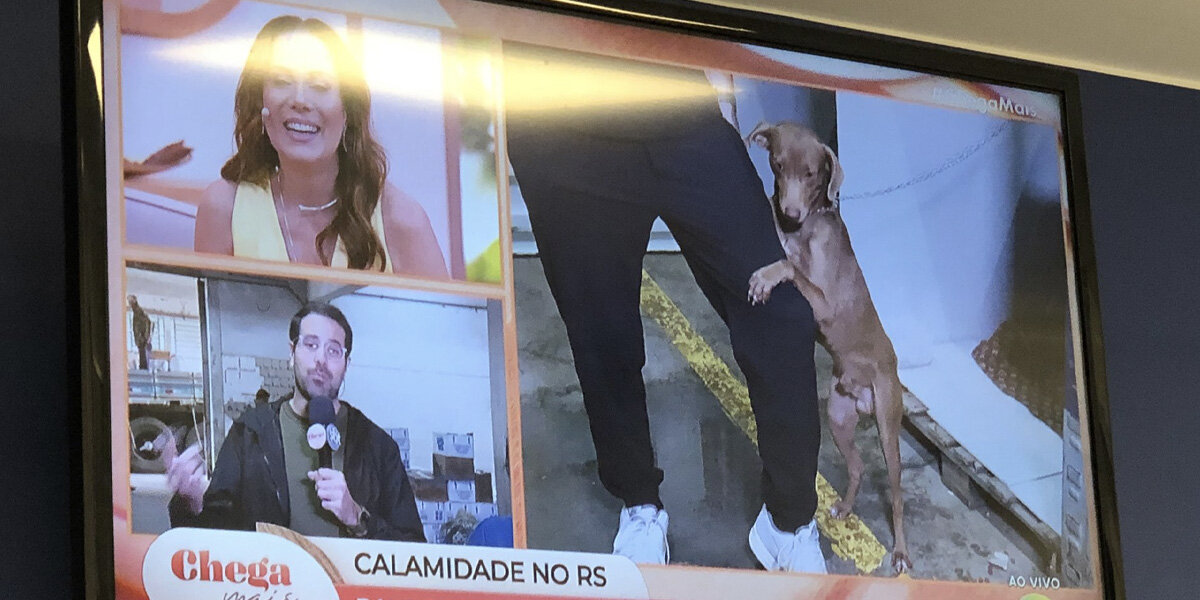 Dog Rescued From Flood Won’t Stop Hugging News Reporter Live On TV ...