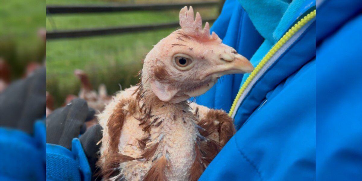 Featherless Rescued Chicken Has The Most Dramatic Transformation - The Dodo