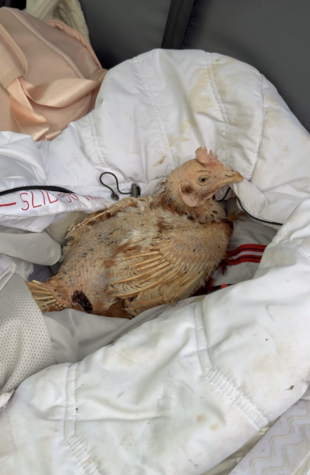 Featherless Rescued Chicken Has The Most Dramatic Transformation - The Dodo