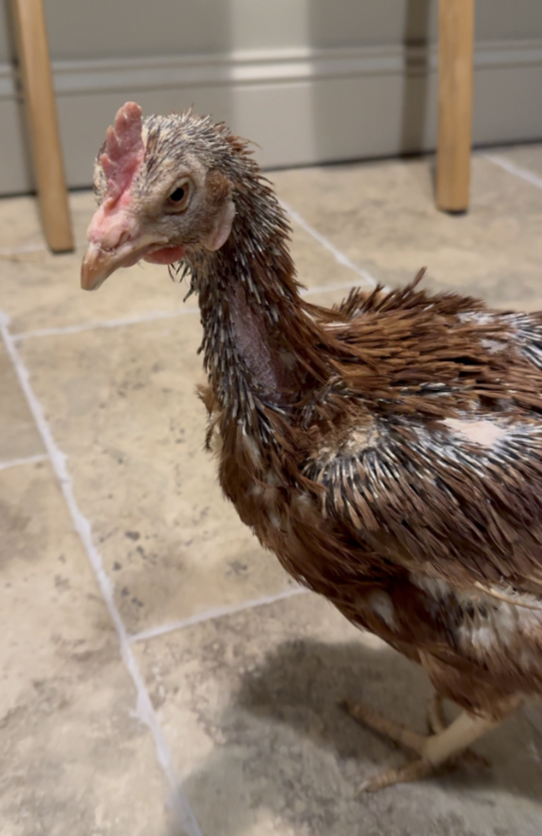 Featherless Rescued Chicken Has The Most Dramatic Transformation - The Dodo