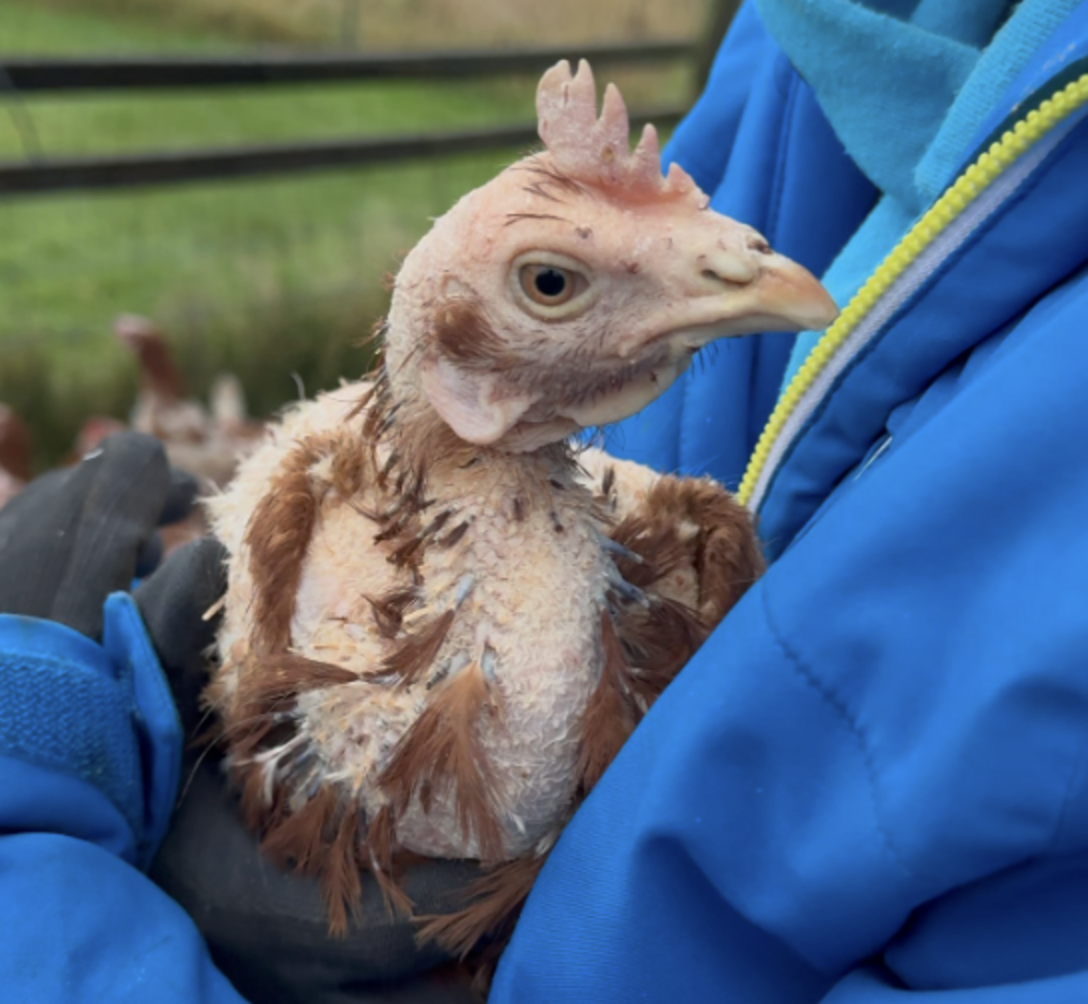Featherless Rescued Chicken Has The Most Dramatic Transformation - The Dodo