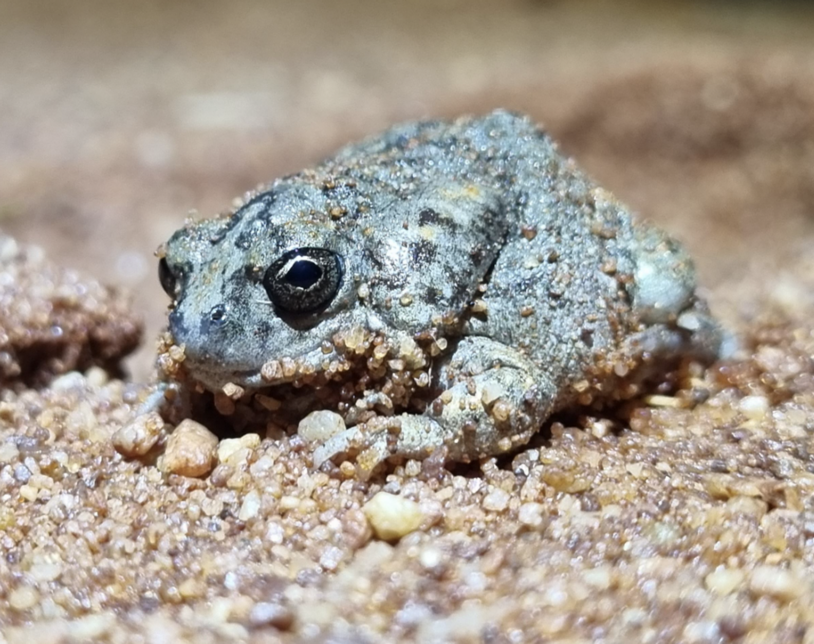 Tiny Toadlet's Unique Call Recorded By Biologists For The First Time ...