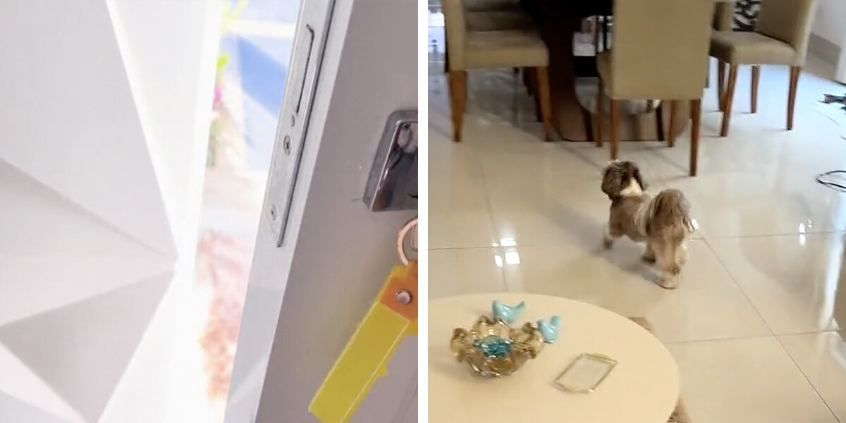 Neighbor Dog Arrives Unannounced To Surprise His Best Friend With A