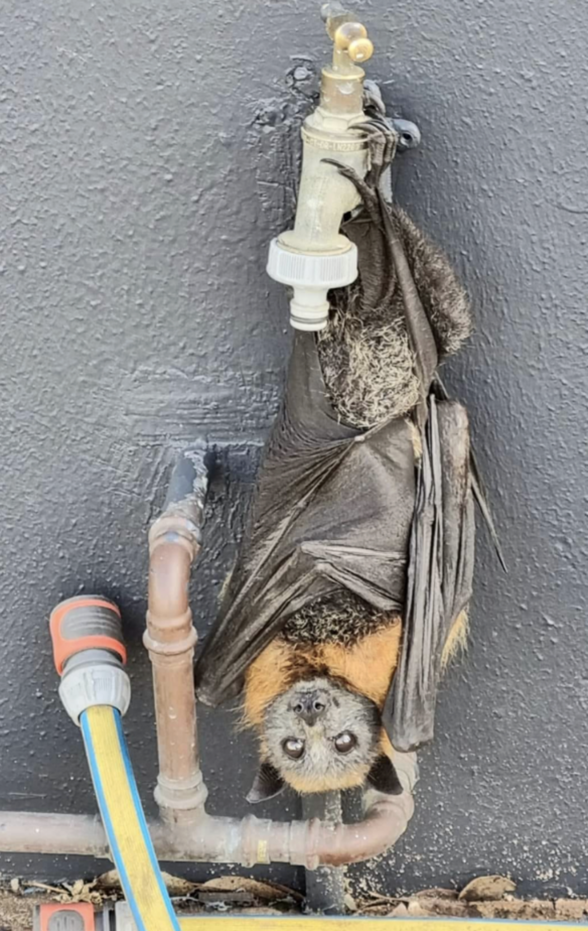 Helpless Animal Hangs From Water Tap, Wondering Where To Turn - The Dodo