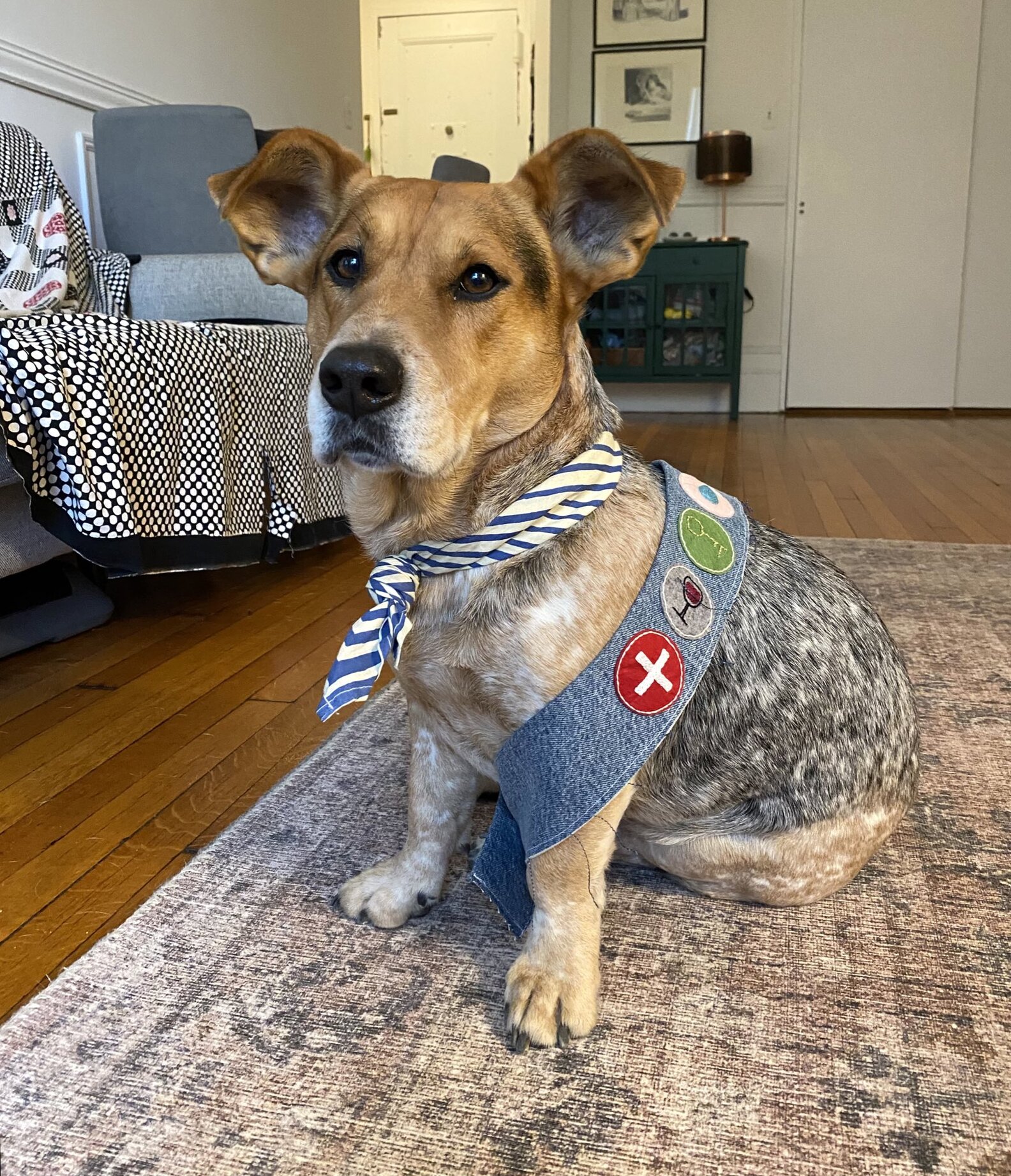 Proud Rescue Dog Earns Yet Another Merit Badge For His Good Deeds - The ...