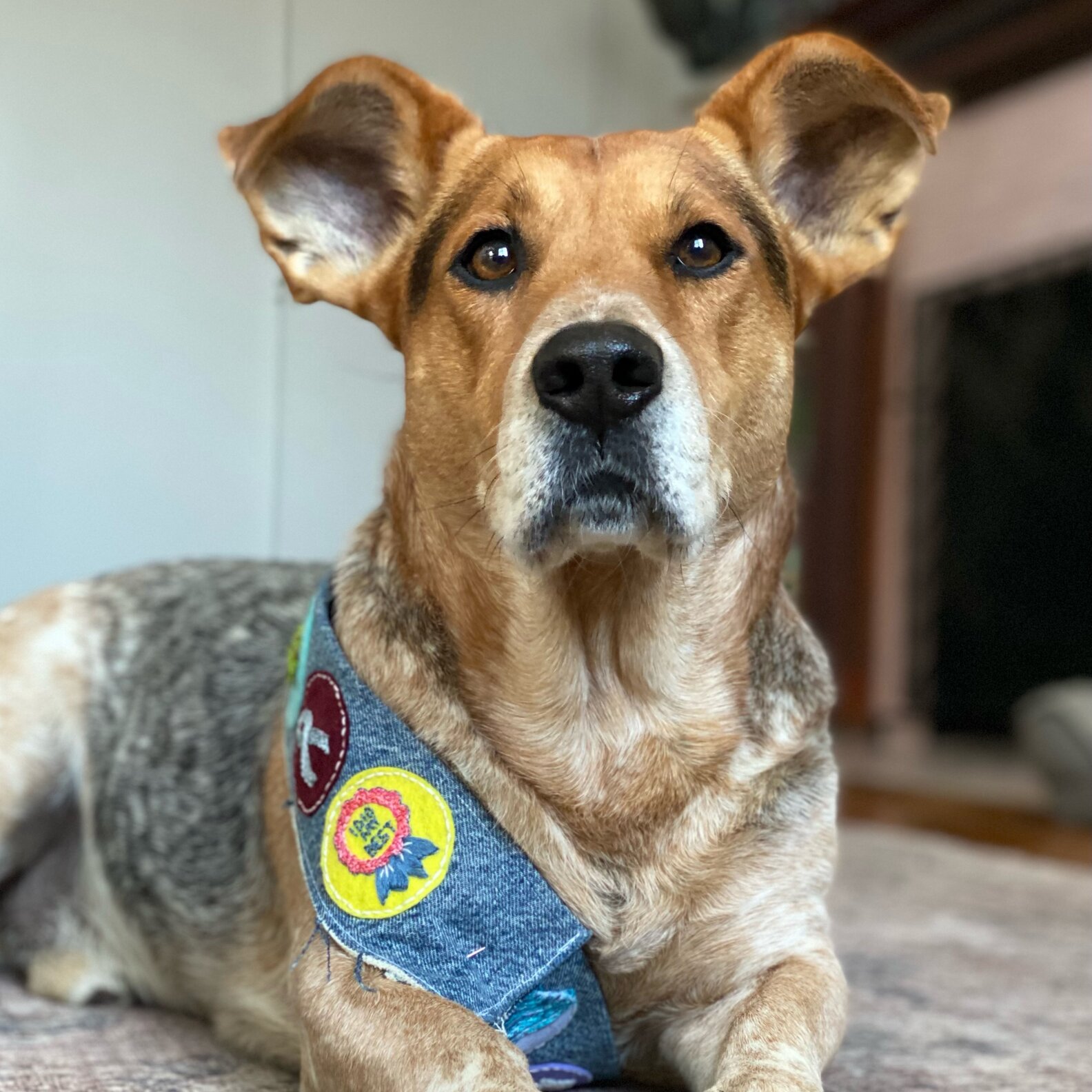 Proud Rescue Dog Earns Yet Another Merit Badge For His Good Deeds - The ...