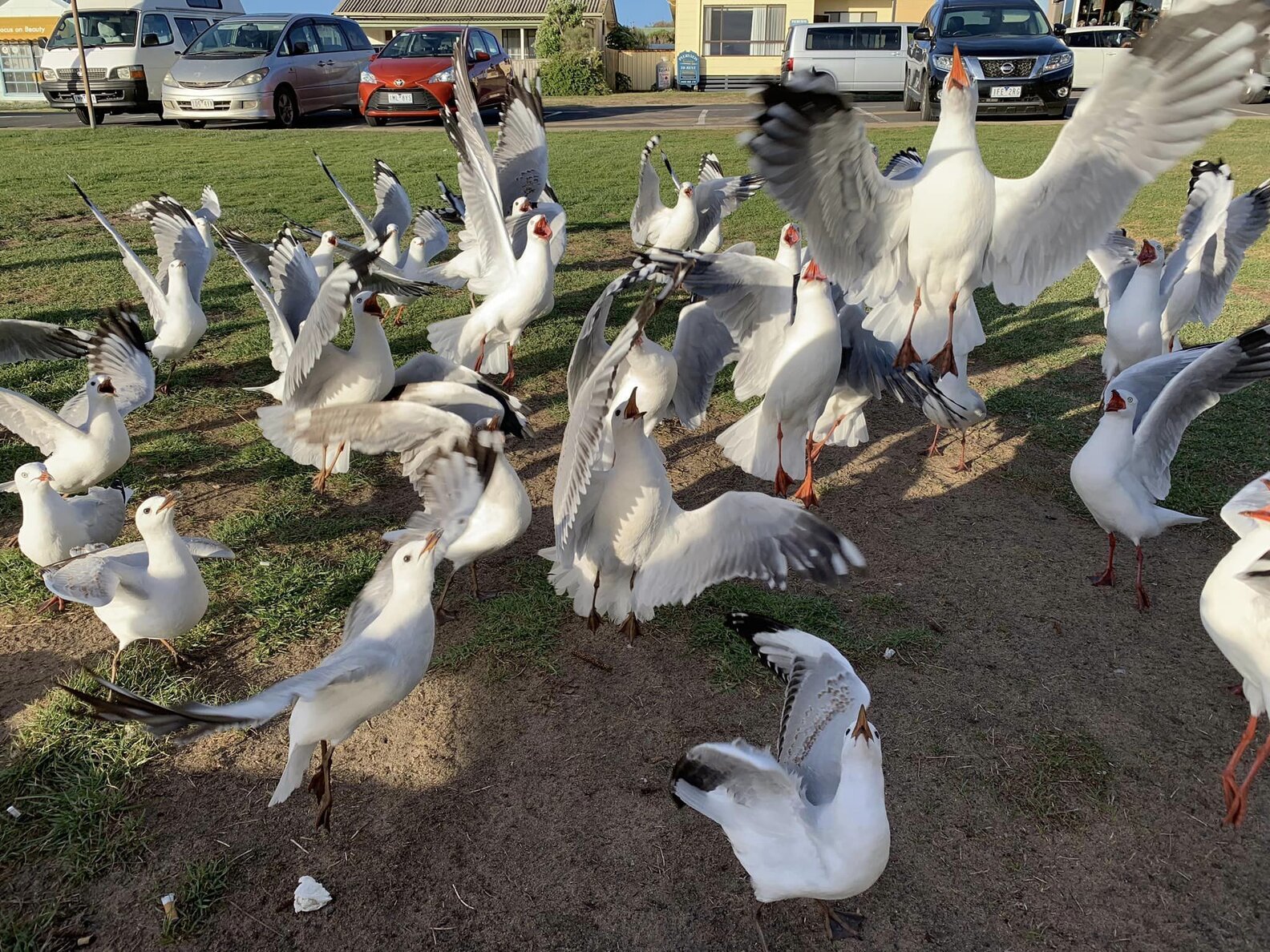 Woman Drops Fry In Front Of Peaceful Seagulls And All Hell Breaks Loose ...