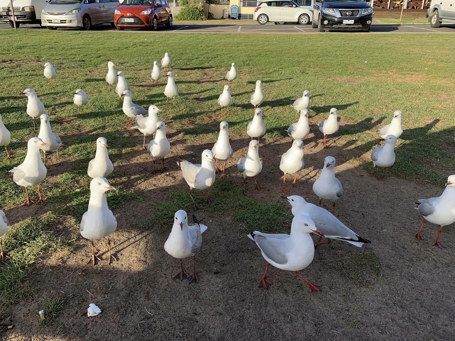 Woman Drops Fry In Front Of Peaceful Seagulls And All Hell Breaks Loose ...
