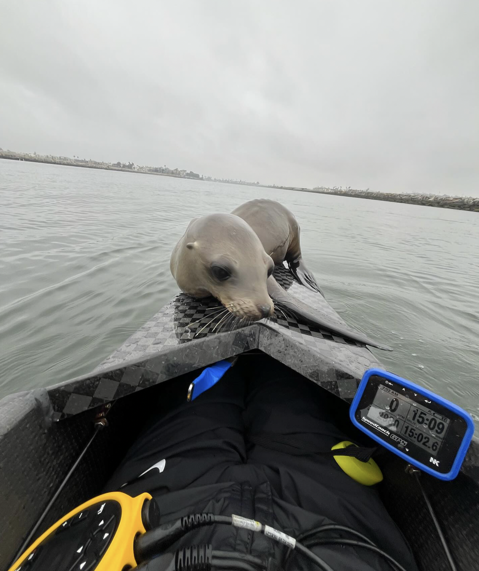 'Super Cute' Stowaway Demands A Free Ride From College Rowing Team ...