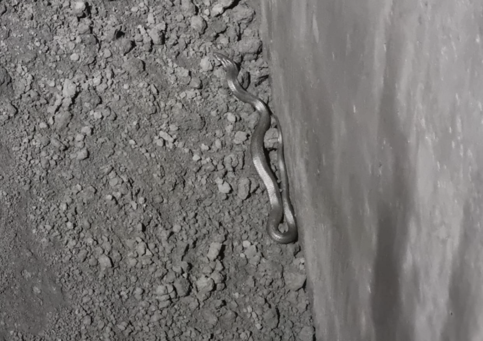 Eagle-Eyed Coal Workers Spot Scaly Animal Trapped Inside A Mining Pit ...