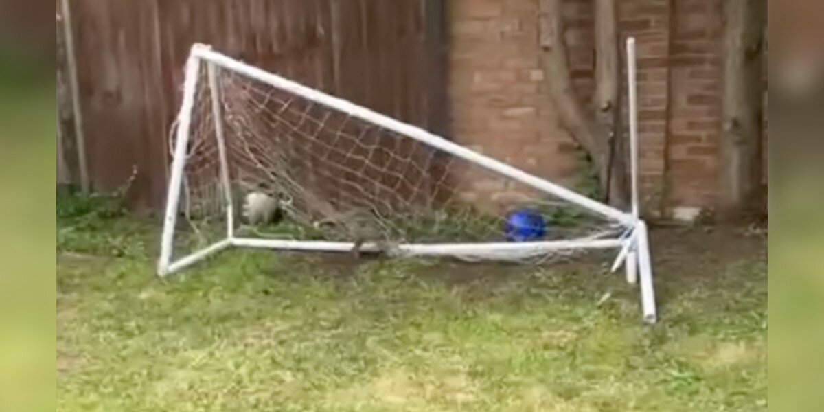 Rescuers Rush To Save Fluffy Baby Tangled In A Soccer Net - The Dodo
