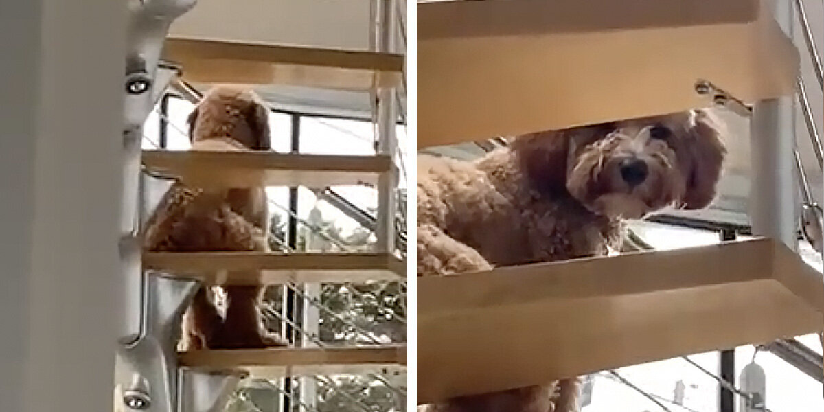 Dad Questions Everything After Catching Dog Sitting Around Like A Human ...