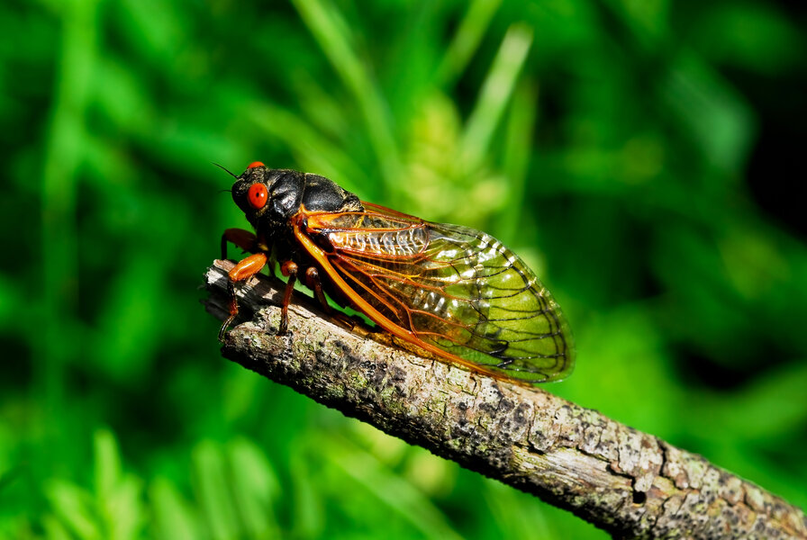 This Year's Double Cicada Brood Will Get Their Own Live Symphony ...