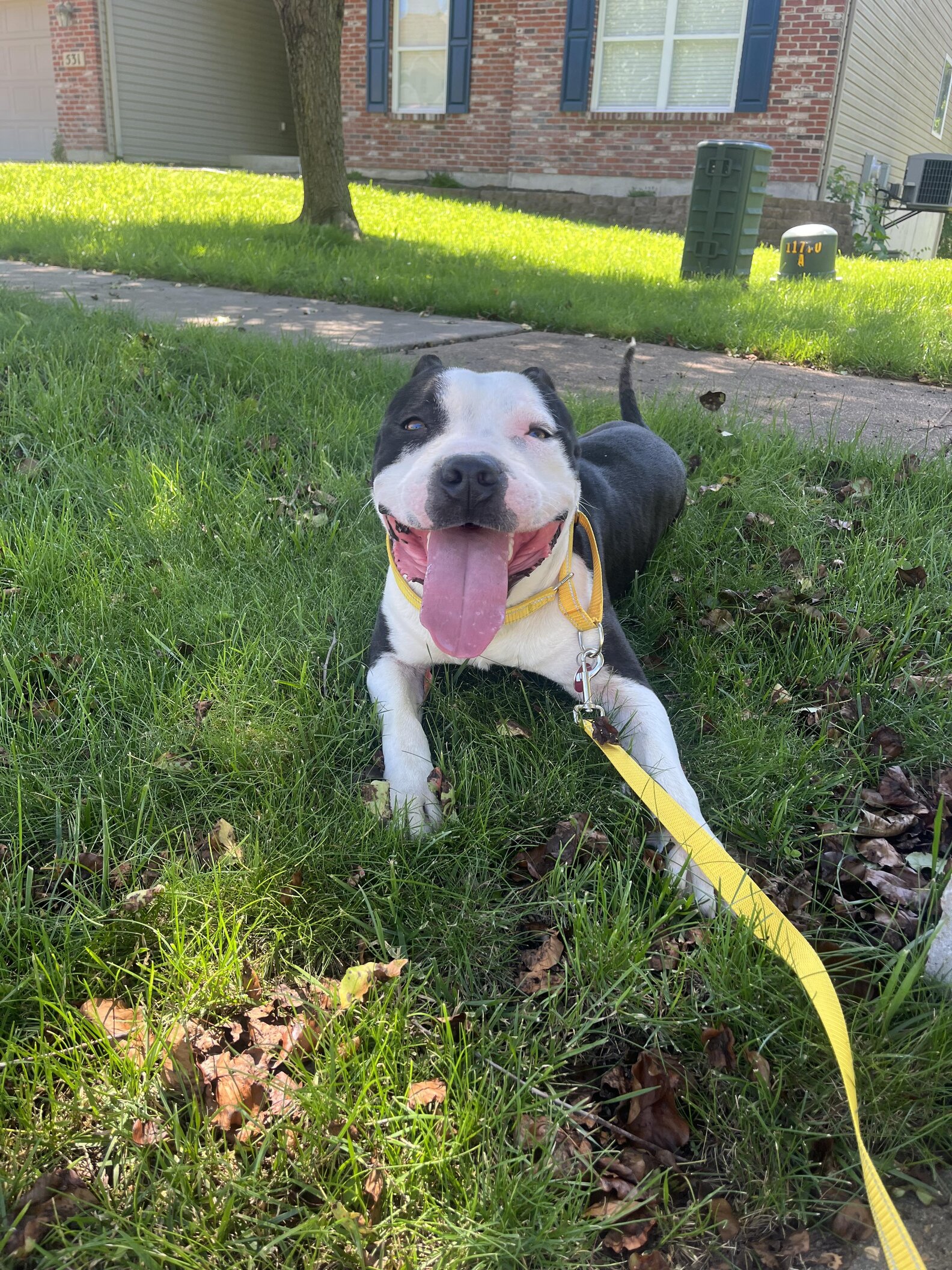 Driver Spots Pile Of Trash Under Highway — Then Sees A Little Face Pop ...