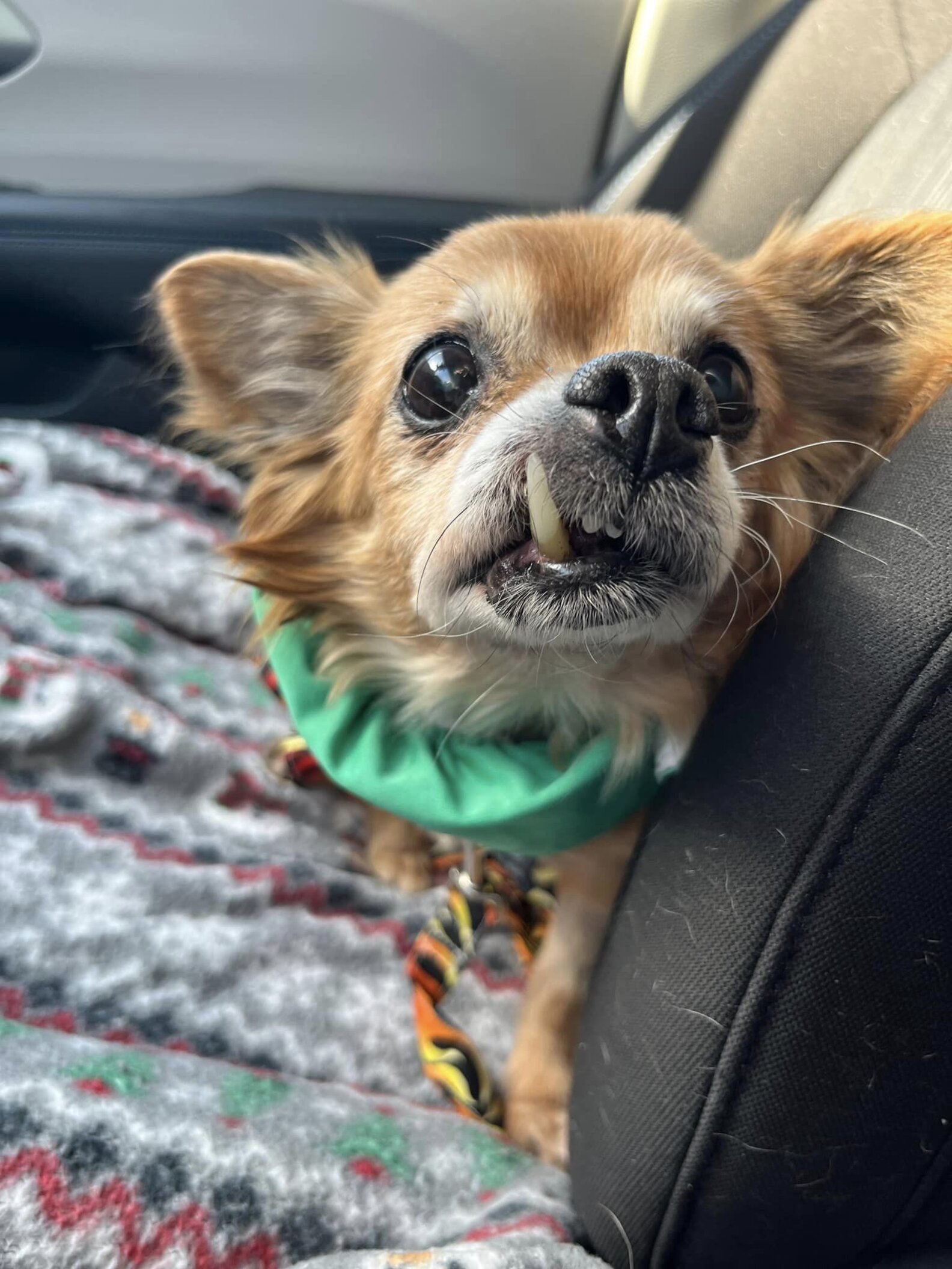 Senior Shelter Dog Almost Gives Up Hope Of Ever Being Adopted - The Dodo