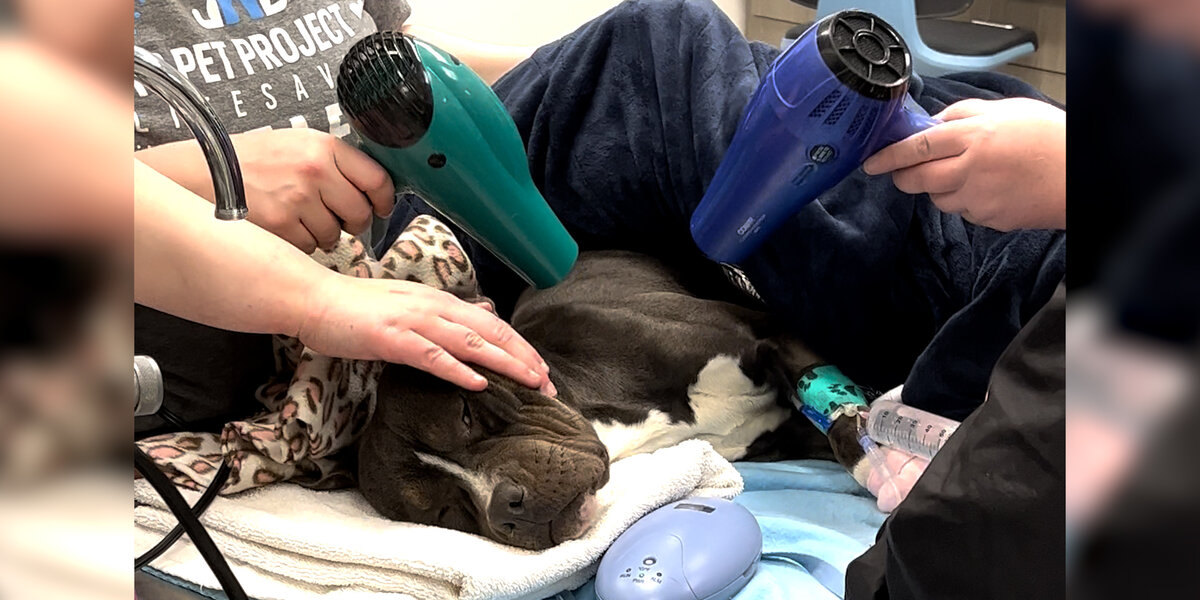 It Took Hours To Warm Up This Pittie Found In The Freezing Cold ...