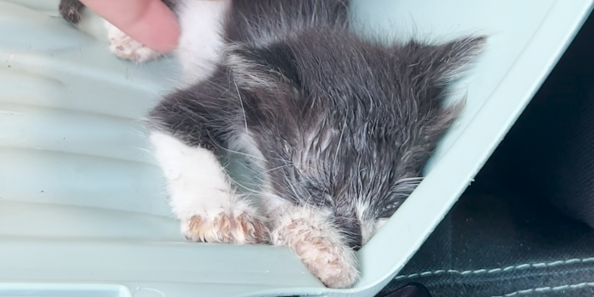 Tiny Half-Dead Kitten Makes A Major Comeback - Videos - The Dodo