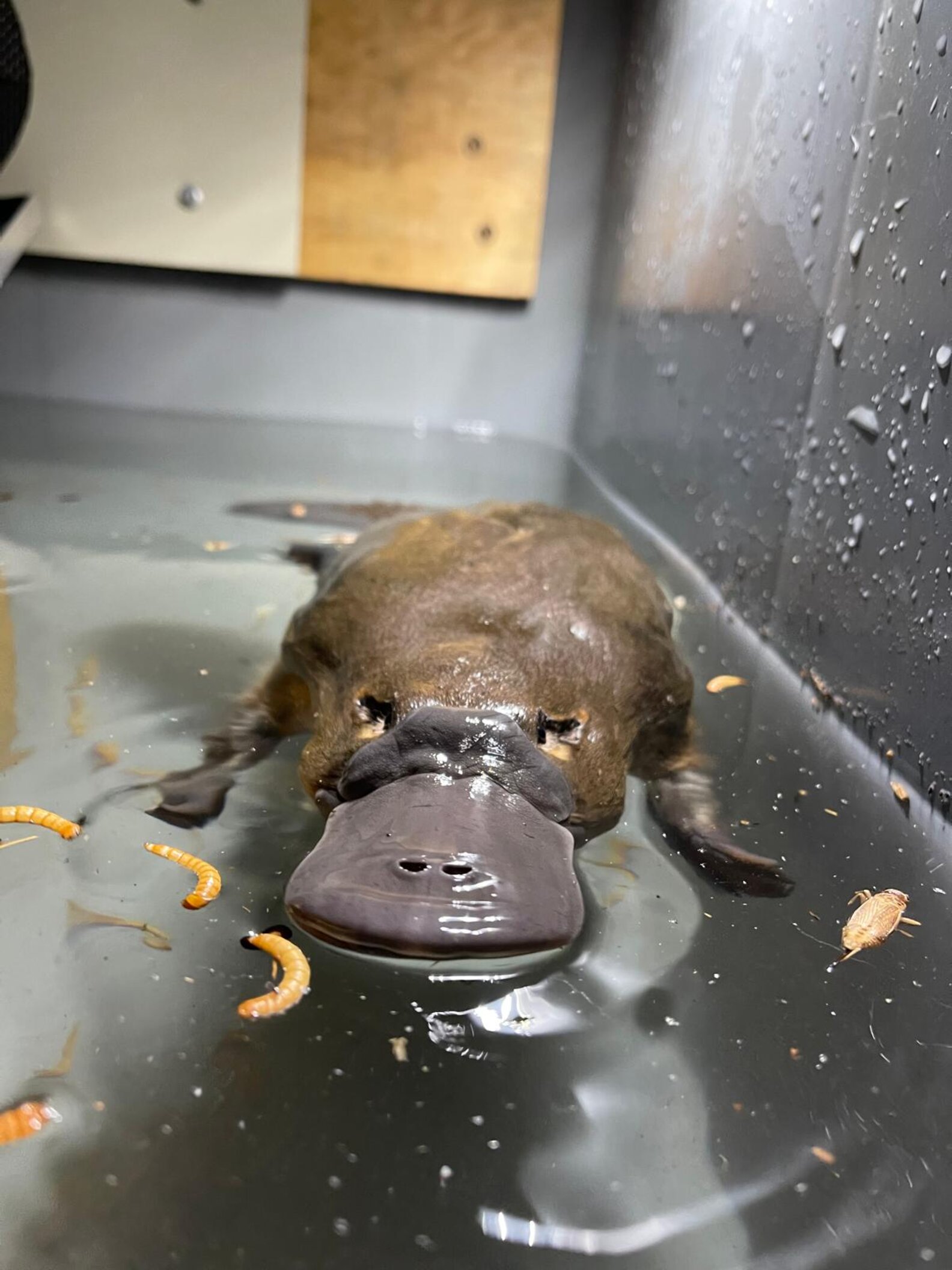 Little Platypus Gets An Adorable Checkup After Being Found Far From ...