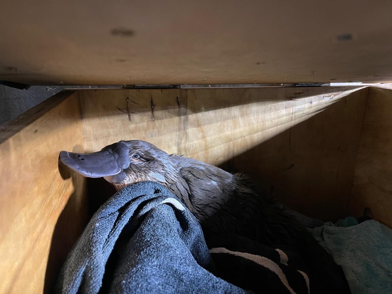 Little Platypus Gets An Adorable Checkup After Being Found Far From ...