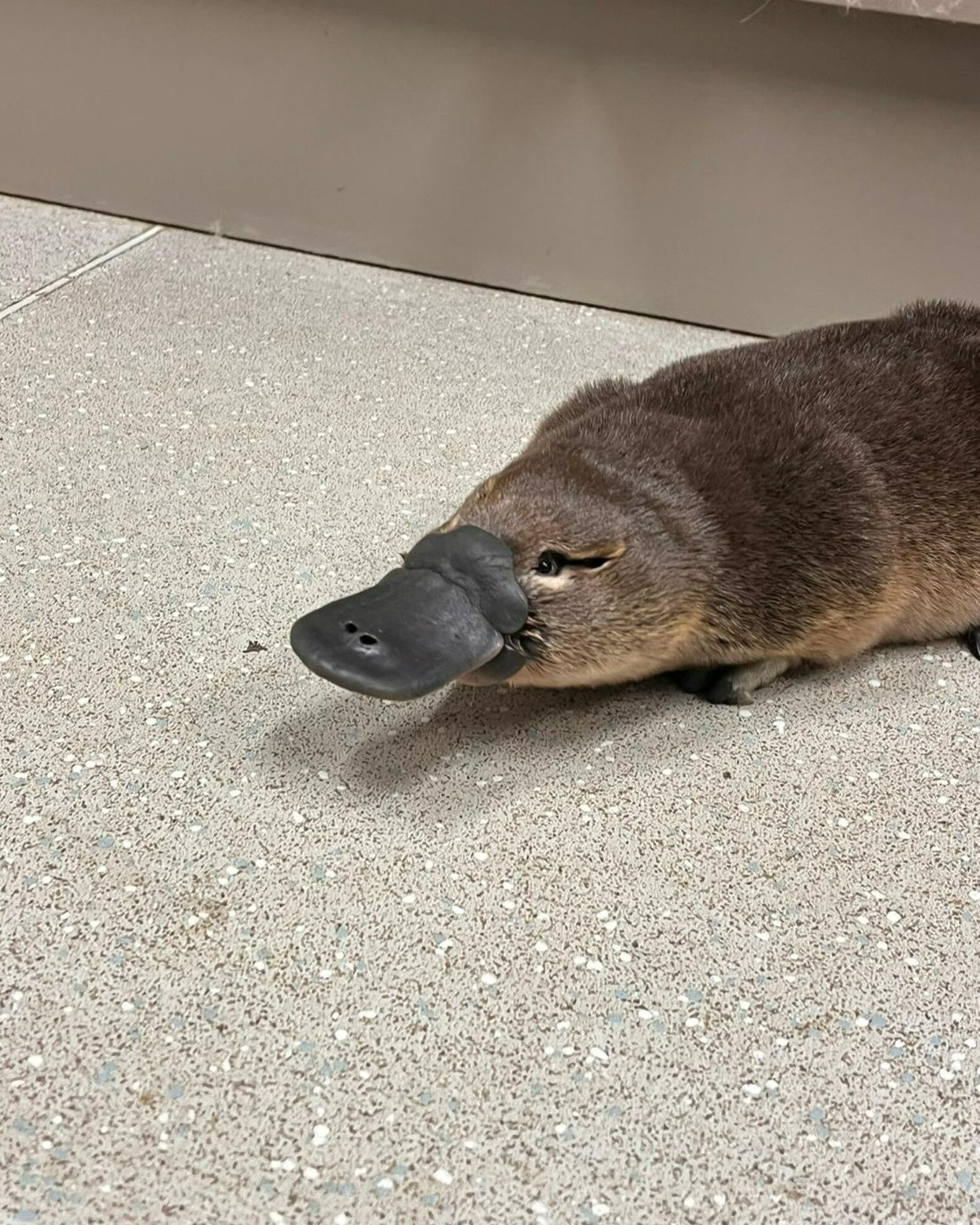 Little Platypus Gets An Adorable Checkup After Being Found Far From ...
