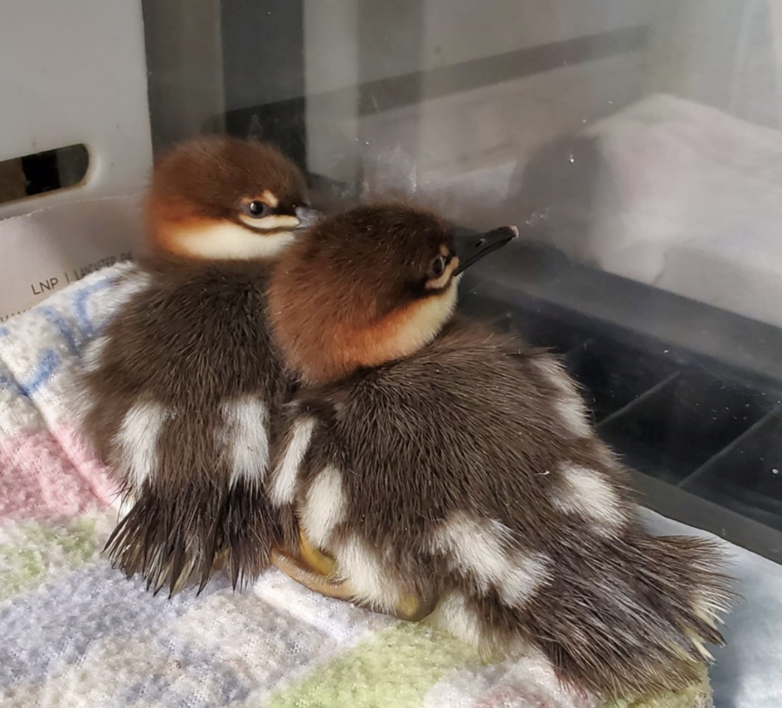 Rescuers Begin Feather Dusting Orphaned Baby Ducks For The Sweetest ...