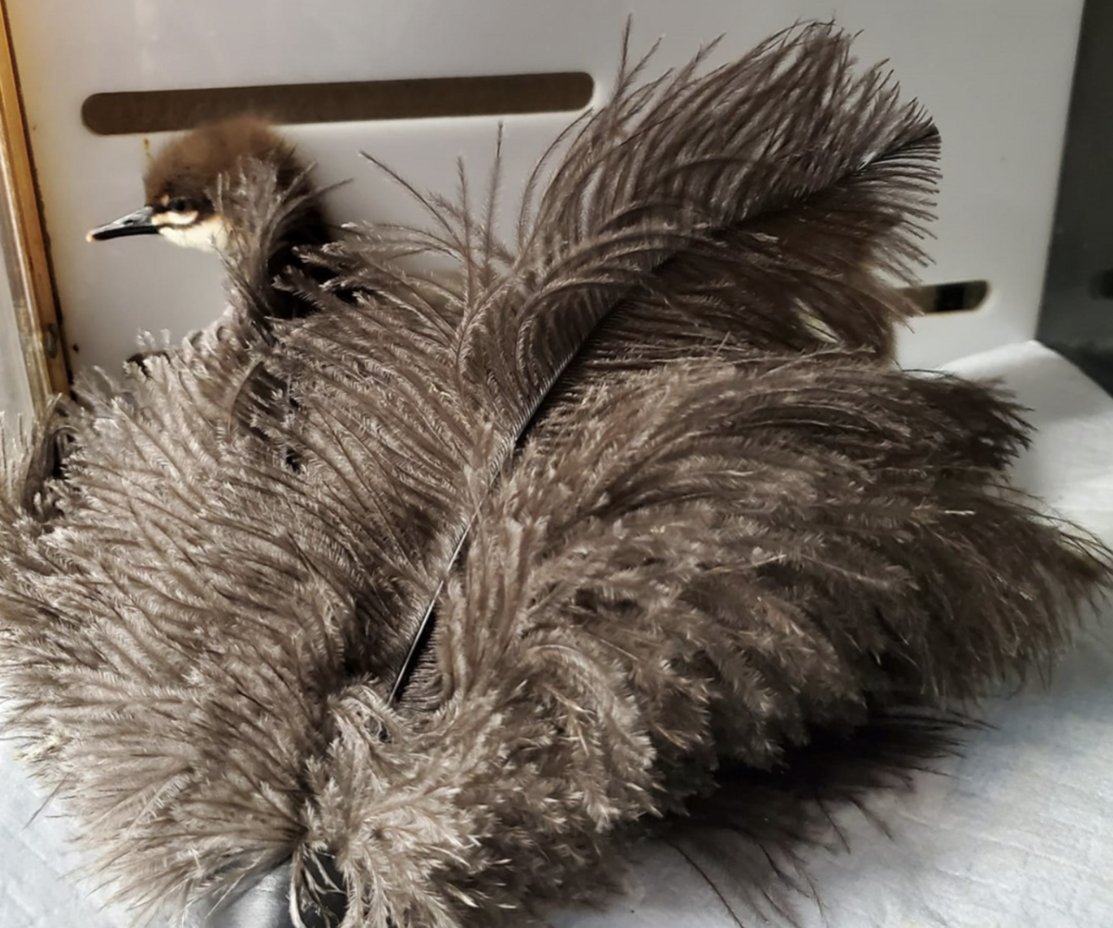 Rescuers Begin Feather Dusting Orphaned Baby Ducks For The Sweetest ...