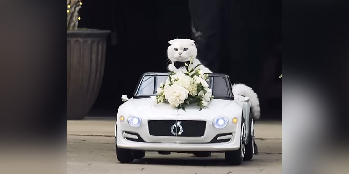 Dapper Cat Upstages Everyone With His Grand Entrance At Parents ...