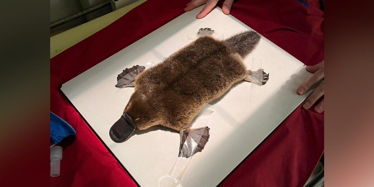 Little Platypus Gets An Adorable Checkup After Being Found Far From ...
