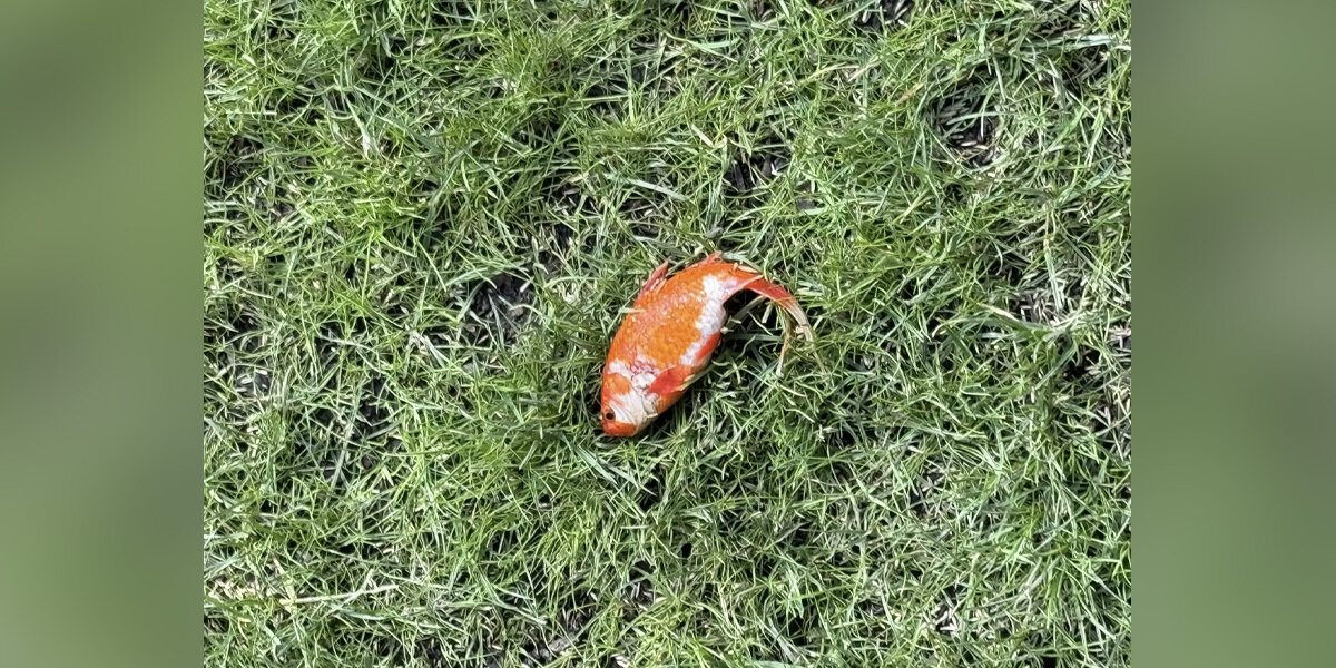 Guy Finds ‘Dead’ Fish In Yard — Then Realizes She’s Still Breathing ...