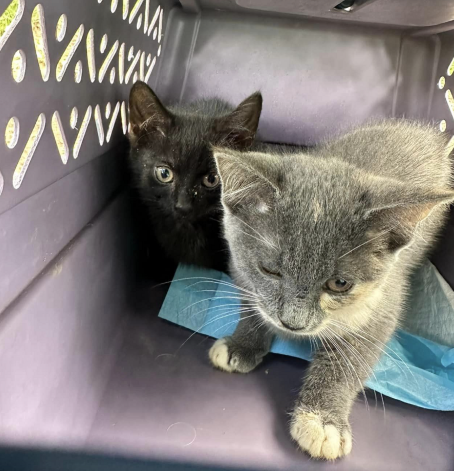 Fluffy Orphaned Babies Peek Out From Hole In Graveyard, Looking For ...