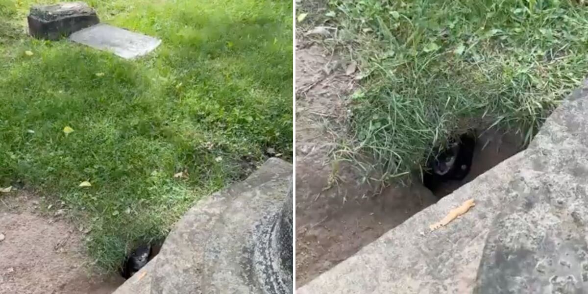 Fluffy Orphaned Babies Peek Out From Hole In Graveyard, Looking For ...