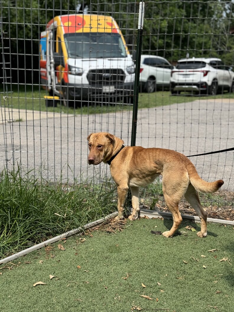 Shar Pei Dragged By Chain Behind Truck Can't Believe She's Finally Safe ...