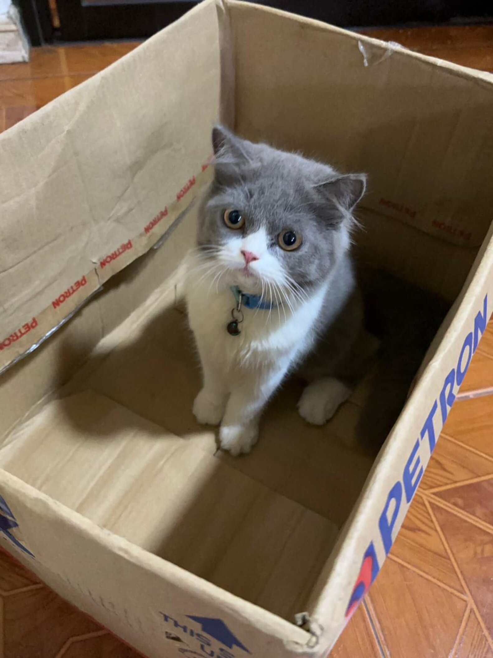 Quiet Cat Finally Uses His Voice — And Says Something That No One ...