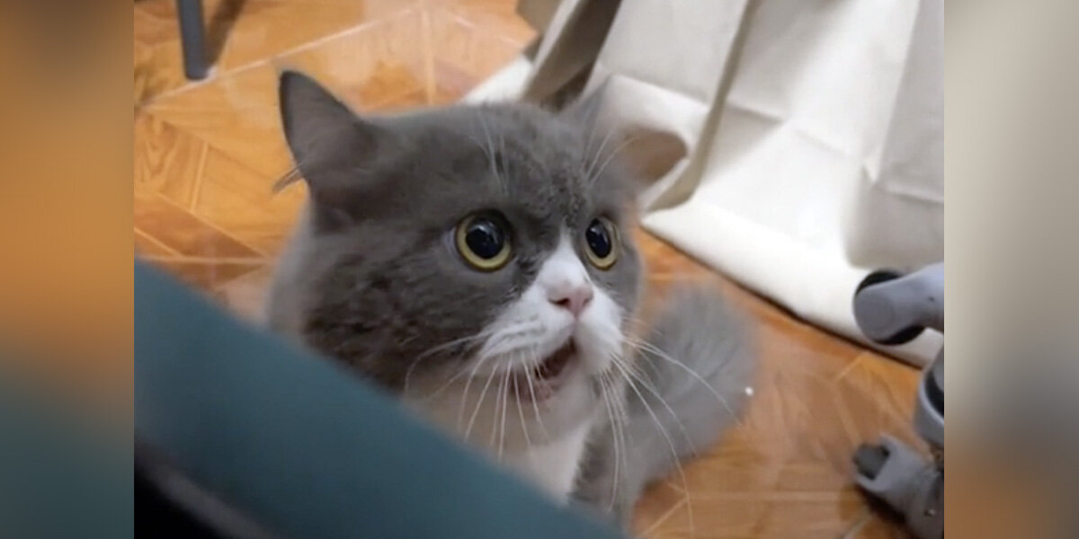 Quiet Cat Finally Uses His Voice — And Says Something That No One ...