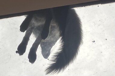 Fox Has No Idea His 'Secret' Hideout Spot Is Actually Far From Secret ...