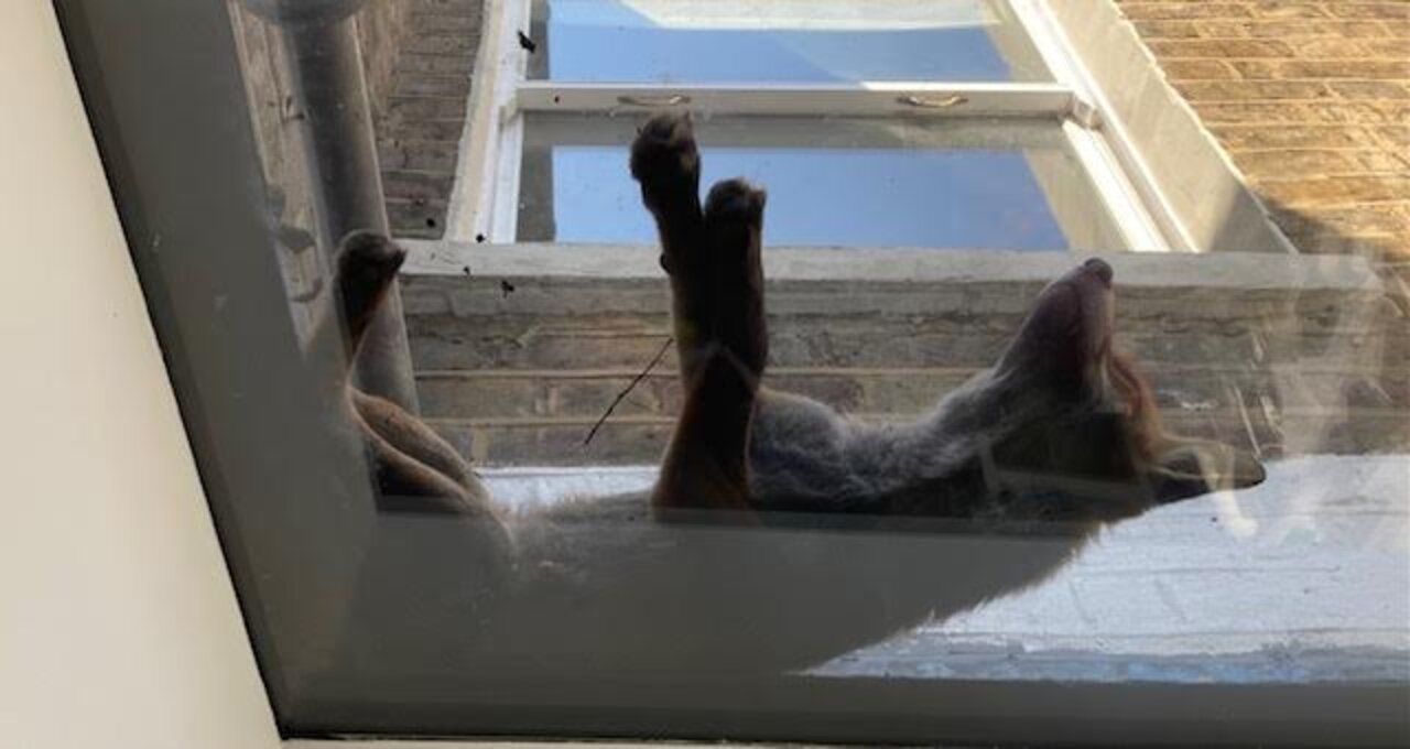 Fox Has No Idea His 'Secret' Hideout Spot Is Actually Far From Secret ...