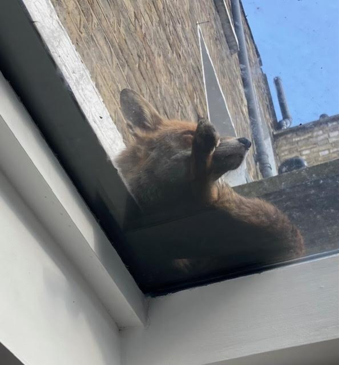 Fox Has No Idea His 'Secret' Hideout Spot Is Actually Far From Secret ...