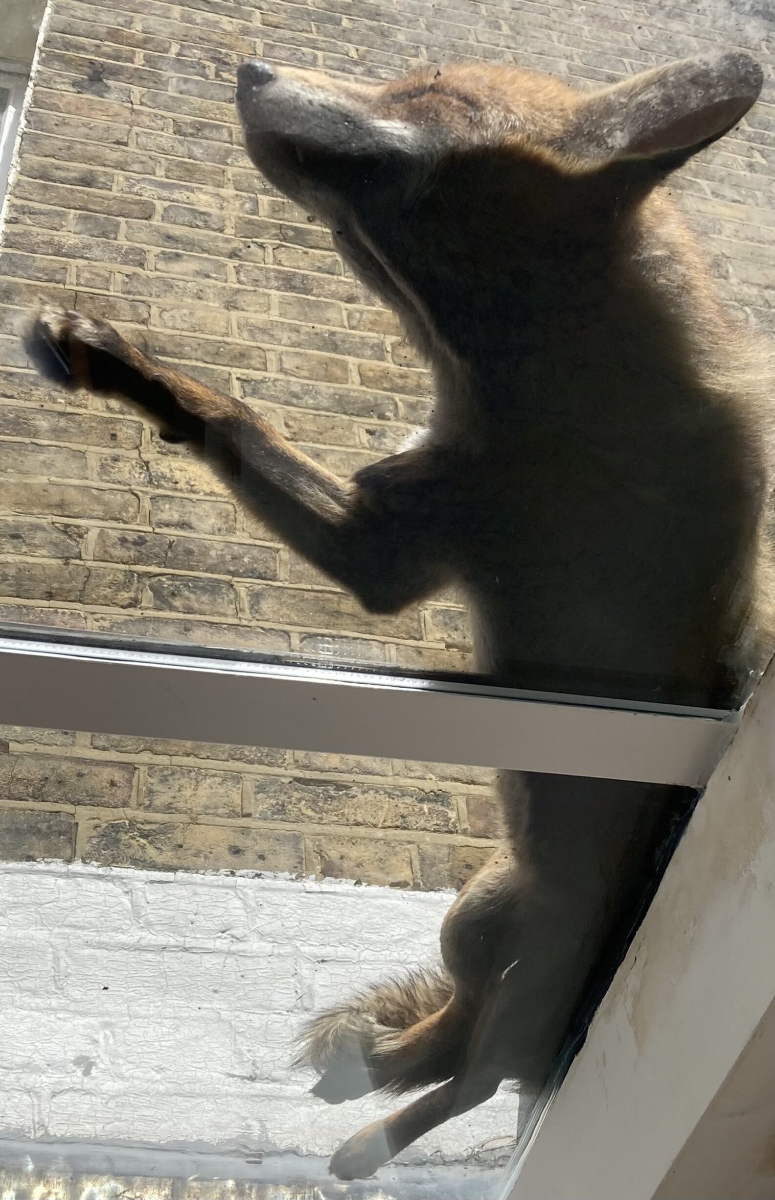 Fox Has No Idea His 'Secret' Hideout Spot Is Actually Far From Secret ...