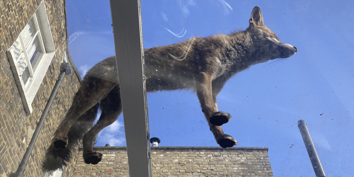 Fox Has No Idea His 'Secret' Hideout Spot Is Actually Far From Secret ...